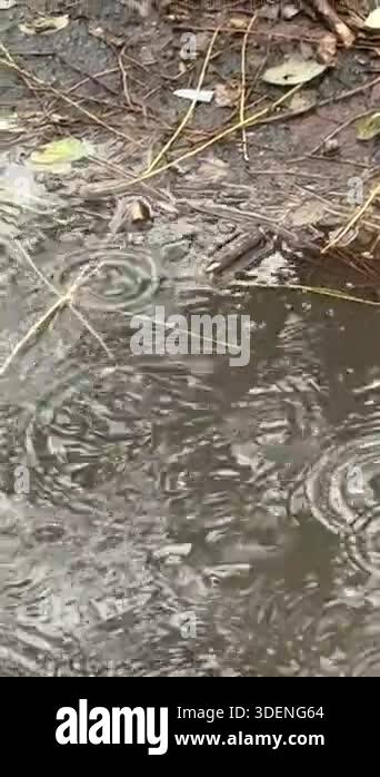 Rain drops falling into a small puddle in a forest. Gloomy winter day ...
