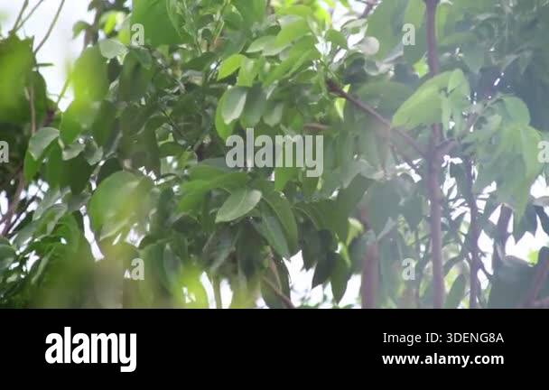 Fresh green foliage blowing gently in the wind with beautiful natural ...