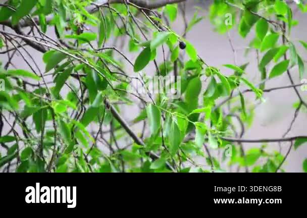 Delicate Green Leaves Moving on Branches with Natural Lighting and Copy ...