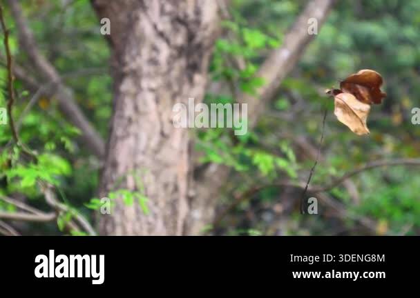 Close-up of dried leaves on a small branch in nature, depicting a ...