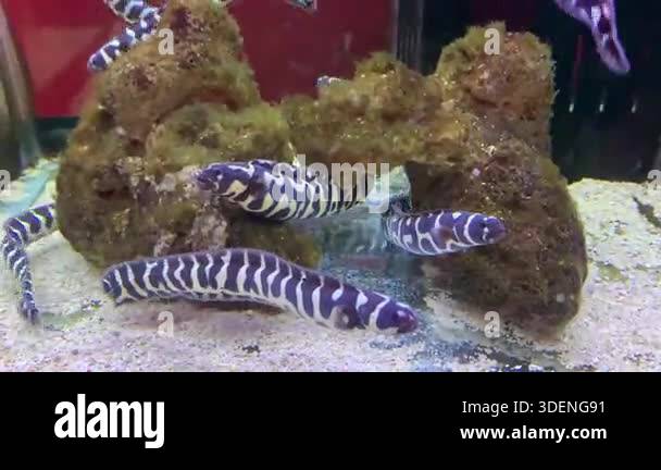 Pholidichthys leucotaenia is a species of fish commonly known as the ...