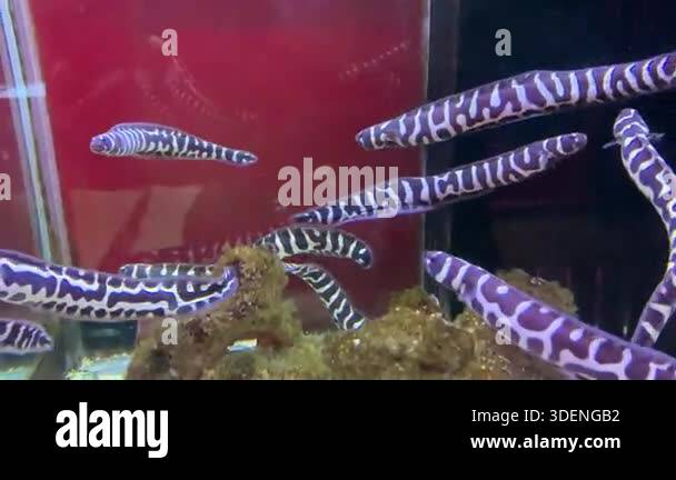 Pholidichthys leucotaenia is a species of fish commonly known as the ...