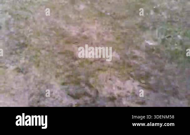 Murky Water with Sediment and Algae in Natural Light for Environmental ...