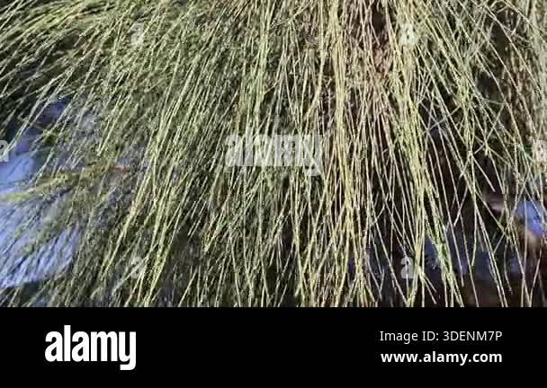 Detailed casuarina branch with needles, showcasing texture under ...
