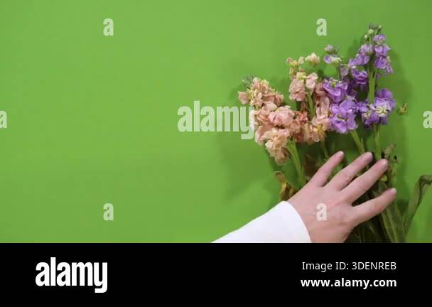 A hand enters the frame and lifts a bouquet of mixed-color stock ...