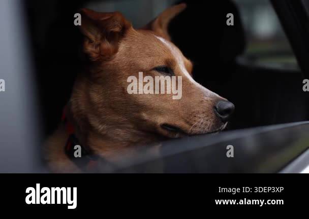A mixed-breed dog resembling an Australian Cattle Dog or Jack Russell ...