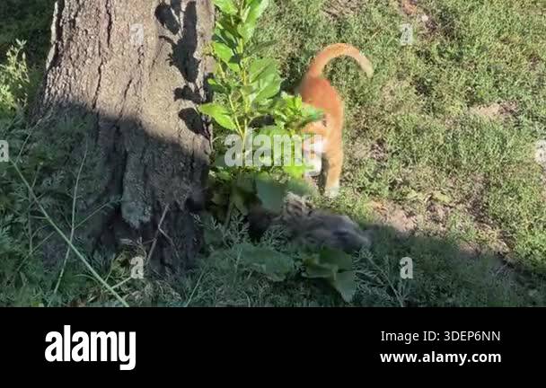 Ginger and gray shorthair kittens playing around tree trunk Stock Video ...
