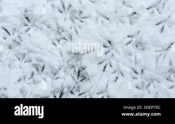 Bird tracks on a path covered with fresh snow, top view Stock Video ...