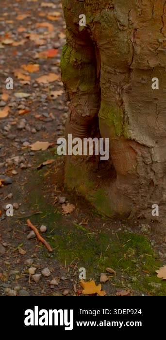 Tree base secured with caution tape, Tree trunk safeguarded by blue ...