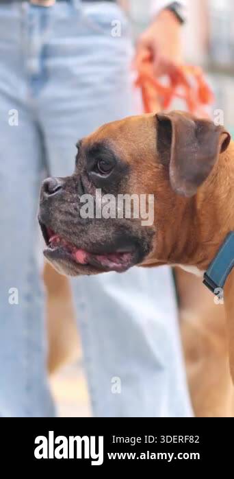 Side view of a purebred german boxer dog yawning while its owner holds ...