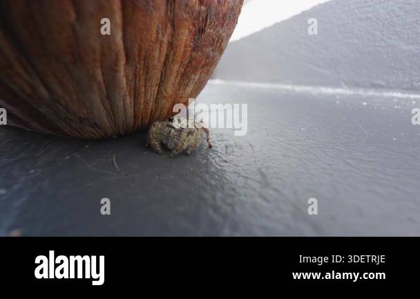Hairy Spider Hiding under Coconut Shell on Gray Floor with Shallow ...