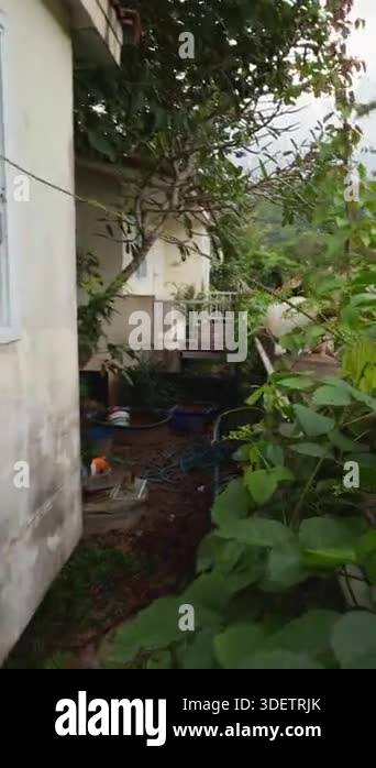 Vertical video. Curious Siamese Cat Standing on Garden Wall near House ...