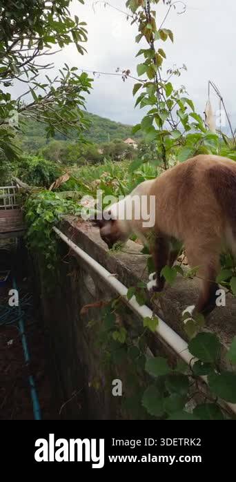 Vertical video. Siamese Cat Walking on Garden Wall Surrounded by Green ...