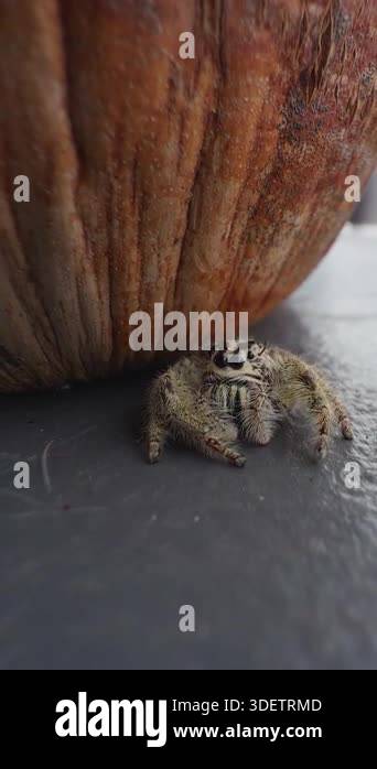 Vertical video. Small Jumping Spider Resting under Large Brown Coconut ...