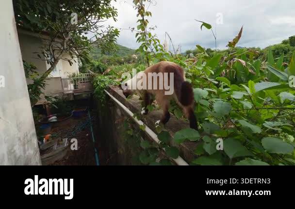 Siamese Cat Walking on Garden Wall Surrounded by Green Foliage and ...
