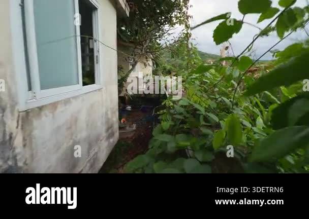 Curious Siamese Cat Standing on Garden Wall near House Surrounded by ...