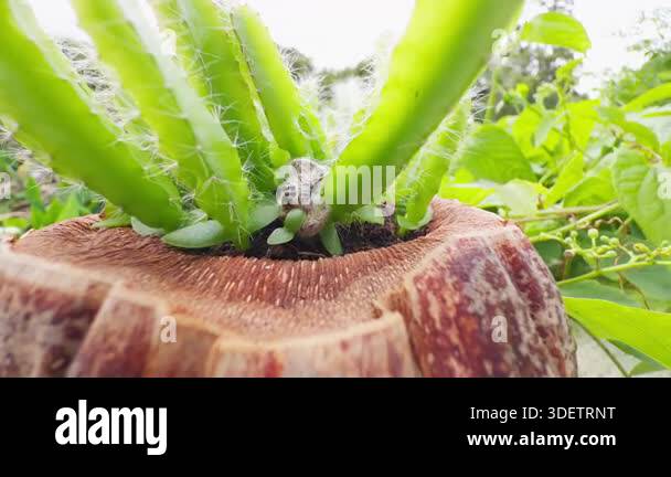 Small Hairy Jumping Spider Hiding between Green Cactus Stems Growing in ...