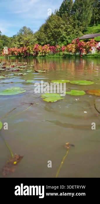 Vertical video. Scenic View of a Pond with Lily Pads and Surrounding ...
