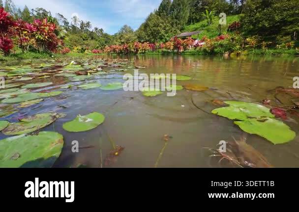 Scenic View of a Pond with Lily Pads and Surrounding Lush Vegetation ...