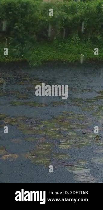 Vertical video. Rain Falling on Pond with Water Lilies near Green Grass ...