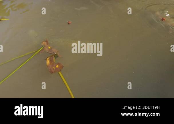 Fish Eating Floating Pellets near Water Surface, Close Up, Feeding ...