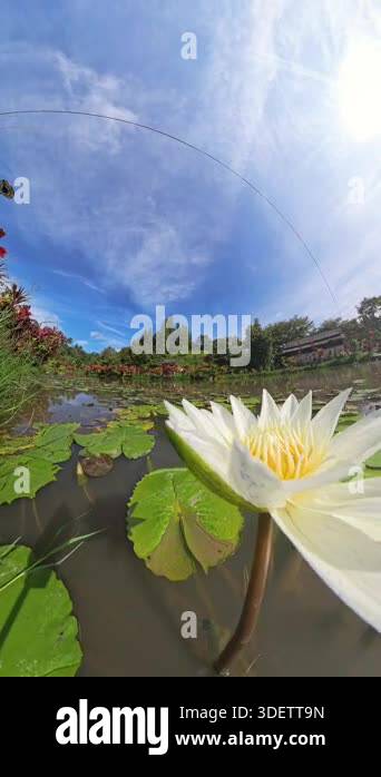 Vertical video. White Lotus Flower Viewed from Below against Blue Sky ...