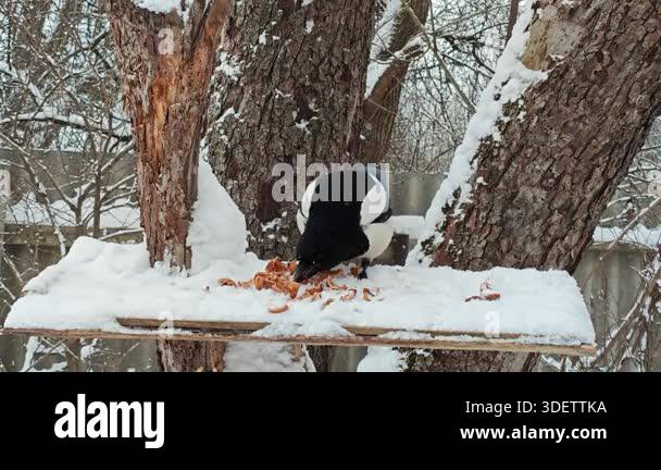 A wild magpie bird (Pica pica) pecks at nuts on a snow-covered wooden ...