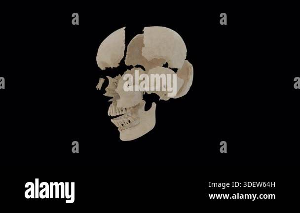 Educational anatomy animation featuring human skull disassembling from ...