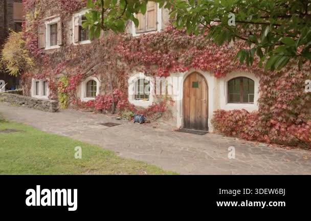Red virginia creeper leaves cover stone facade of medieval building ...