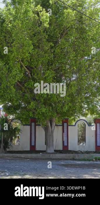 Lush green ficus microcarpa tree against a rustic wall in sunny ...