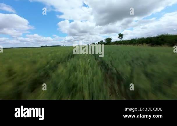 FPV drone low pass aerial view over crops and wheat fields. Golden corn ...