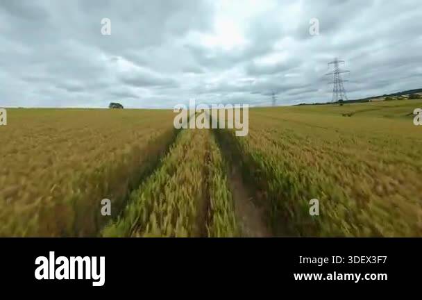 FPV drone low pass aerial view over crops and wheat fields. Golden corn ...
