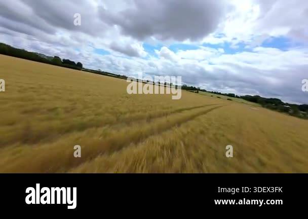 FPV drone low pass aerial view over crops and wheat fields. Golden corn ...