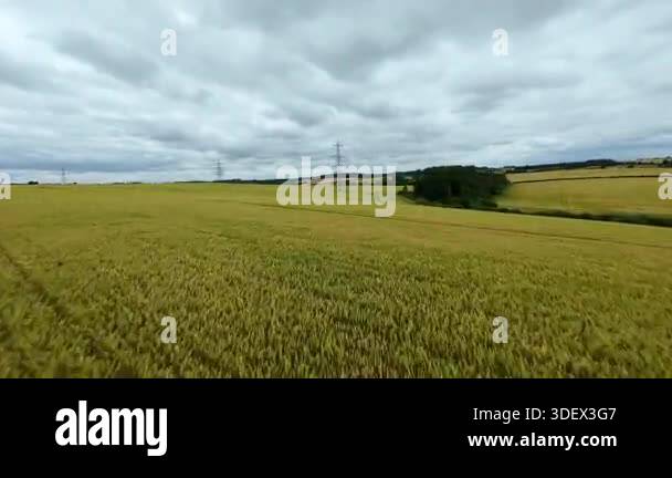 FPV drone low pass aerial view over crops and wheat fields. Golden corn ...