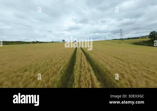 FPV drone low pass aerial view over crops and wheat fields. Golden corn ...