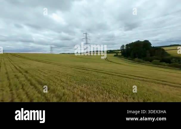 FPV drone low pass aerial view over crops and wheat fields. Golden corn ...