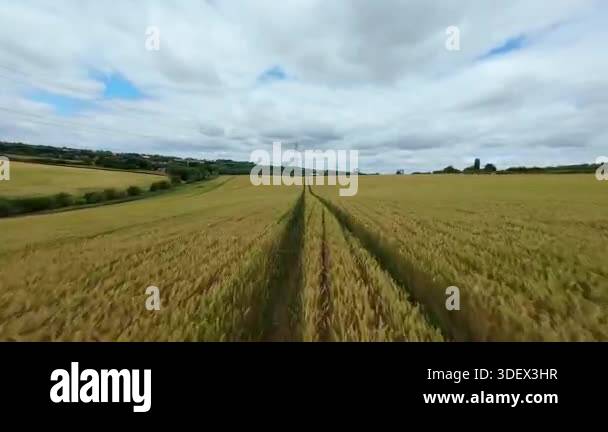 FPV drone low pass aerial view over crops and wheat fields. Golden corn ...