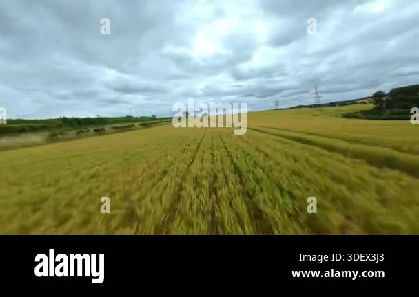 FPV drone low pass aerial view over crops and wheat fields. Golden corn ...