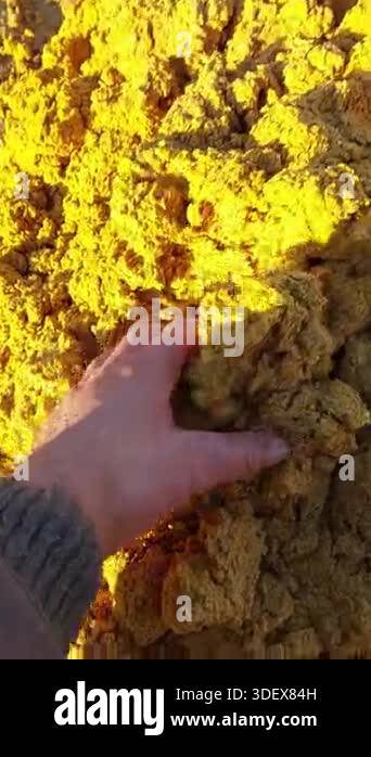 Sweet Flag Bush Grows Near Sewage Treatment Plant Overflow Stock Video ...