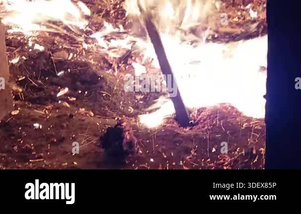 Sweet Flag Bush Grows Near Sewage Treatment Plant Overflow Stock Video ...