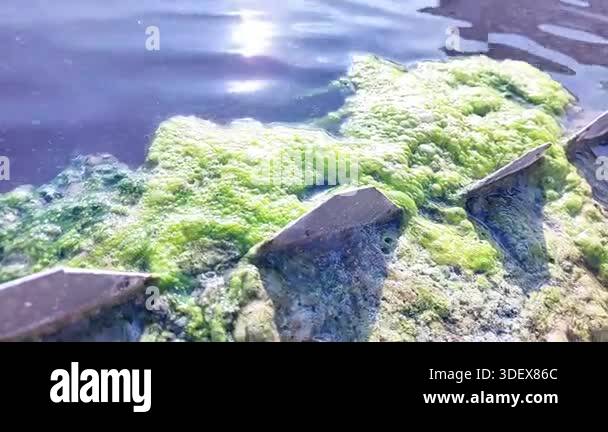Overflow From Sewage Treatment Plant Septic Tank Causes Green Growth in ...