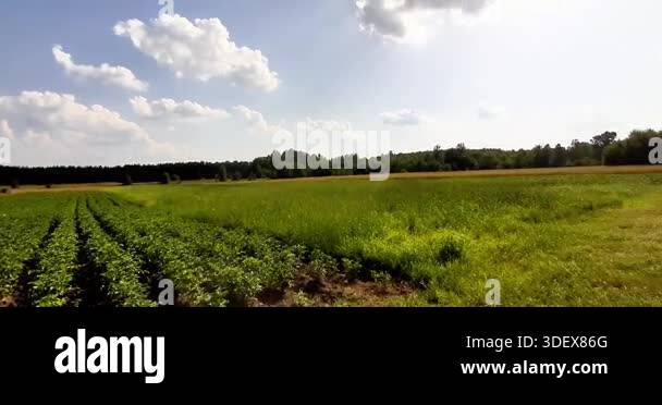 Sweet Flag Bush Grows Near Sewage Treatment Plant Overflow Stock Video ...