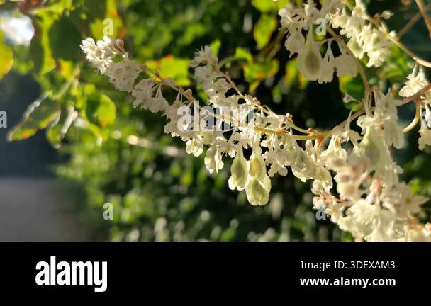 beautiful flowers in the garden Stock Video Footage - Alamy