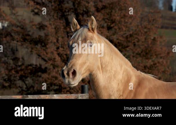 Close head portrait of a palomino Caballo Deporte Espanol gelding, calm ...