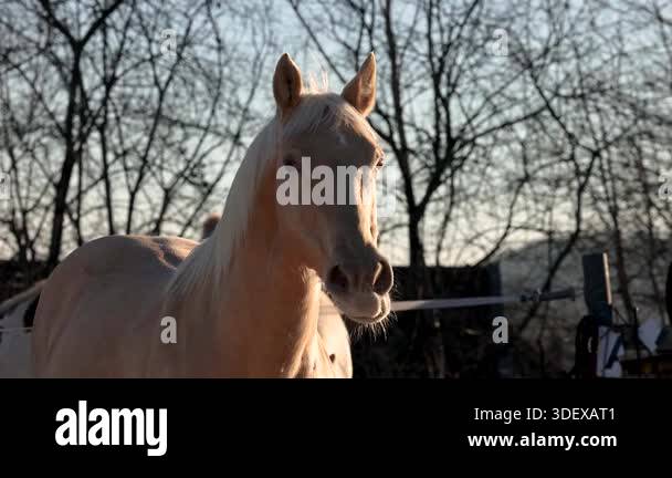 Close head portrait of a palomino Caballo Deporte Espanol gelding, calm ...