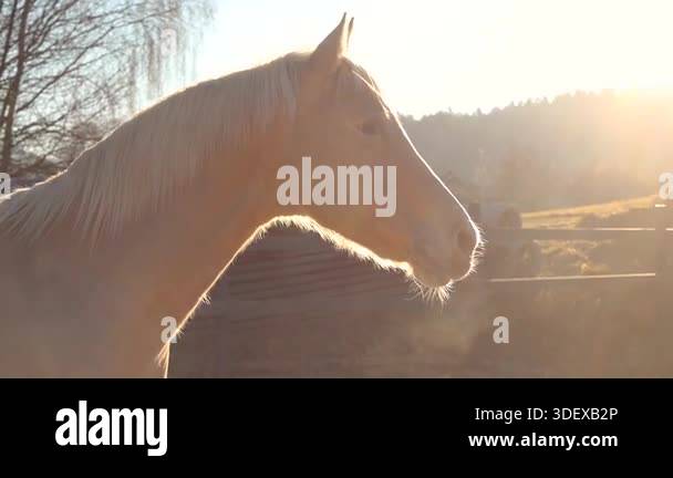 Close head portrait of a palomino Caballo Deporte Espanol gelding, calm ...