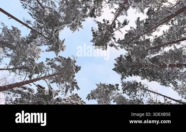 Scenic crowns of snowy coniferous forest trees against the sky in ...