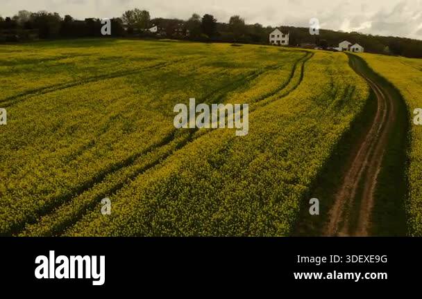 Track road through rapeseed fields in British countryside wide zoom ...