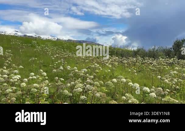 Green Highland Meadow with Distant Mountains under Blue Sky in Iceland ...
