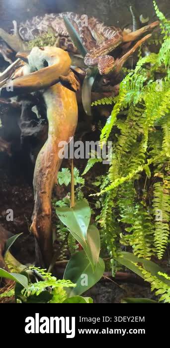 Coiled Snake On Driftwood Branch, Lush Fern And Glossy Leaf Foreground ...